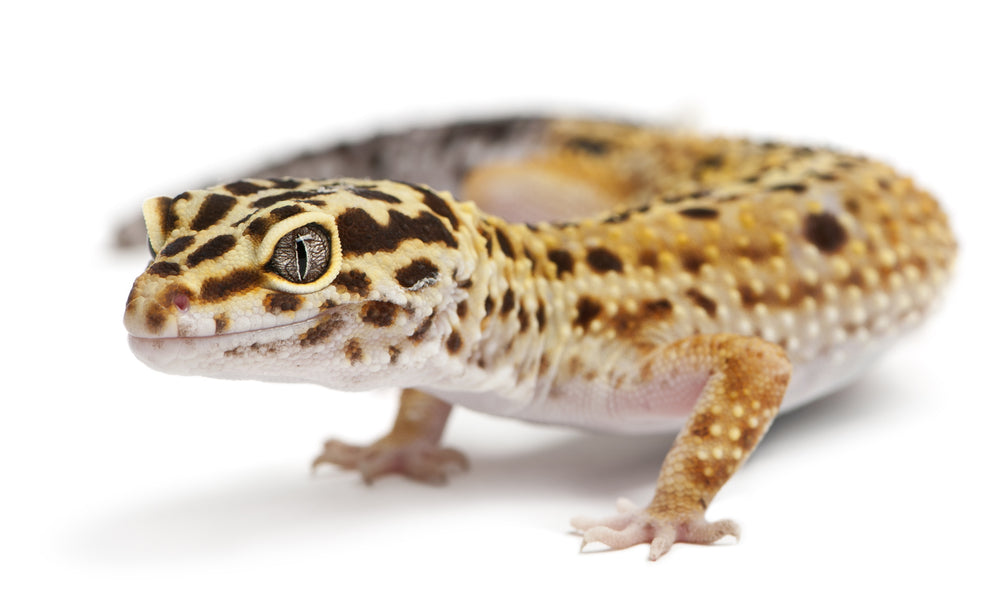 Leopard Gecko – Shop Reptifiles