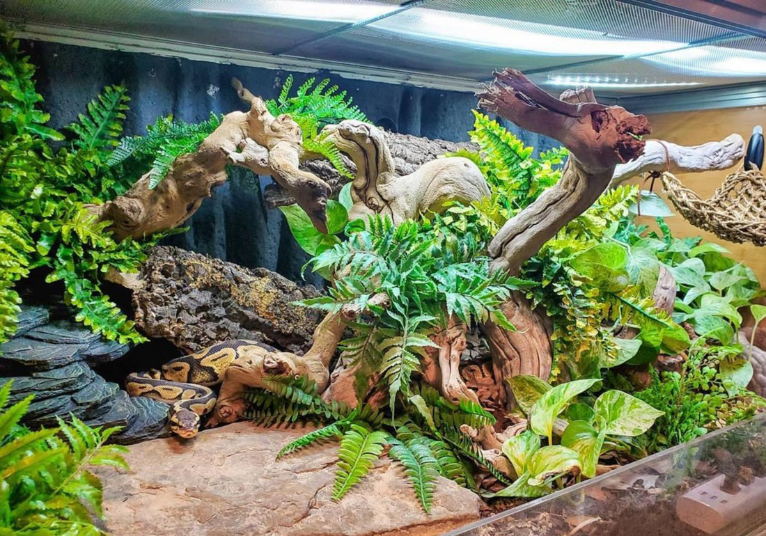 ReptiFiles | Where Better Reptile Care Begins – Shop Reptifiles